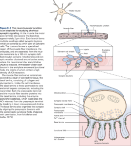 How information is transmitted between neurons | Synaptic transmission at chemical synapses ...