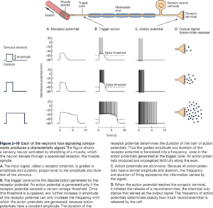 How information is transmitted between neurons | Synaptic transmission at chemical synapses ...