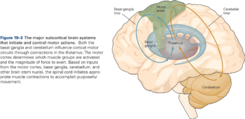 Introduction to Neural Control of Movement – KINES 200: Introductory ...