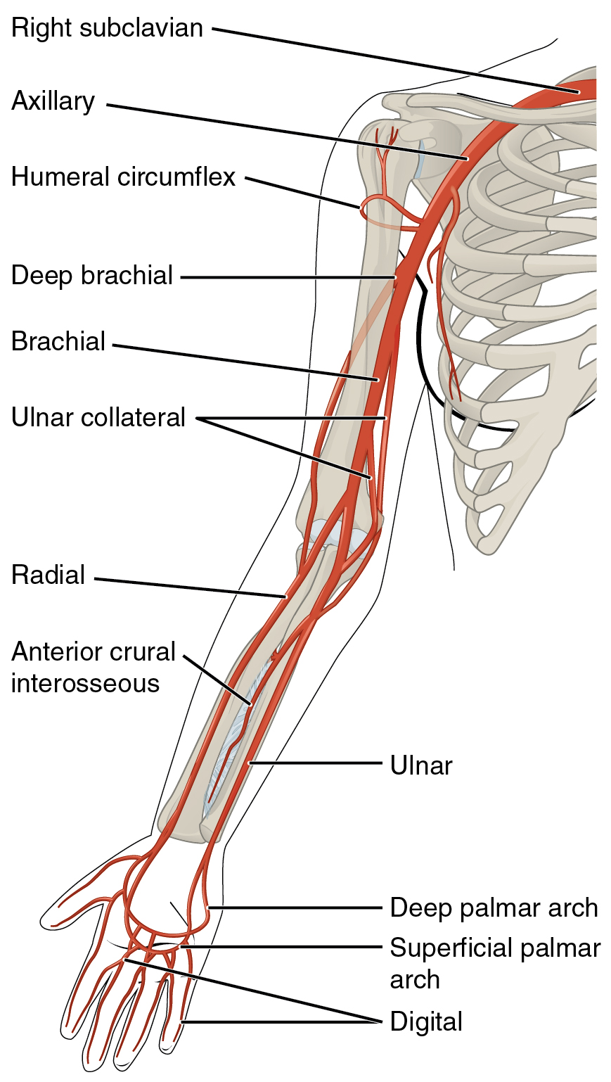 Module 29 Upper Extremity I Neurovasculature Anatomy 337 EReader
