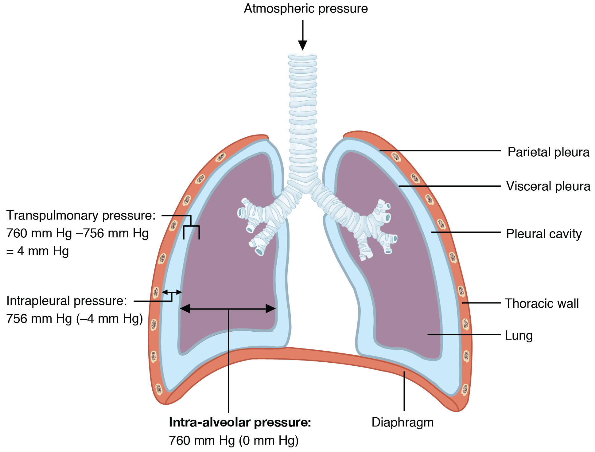 Module 12 Respiratory System Anatomy 337 EReader